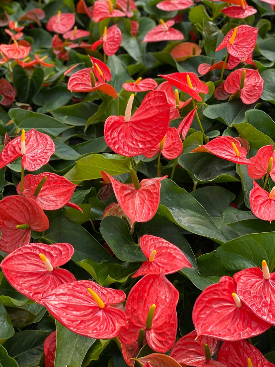 Anthurium Andreanum – Flores a Domicilio