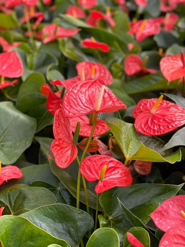 Anthurium Andreanum - Especial - Flores a Domicilio