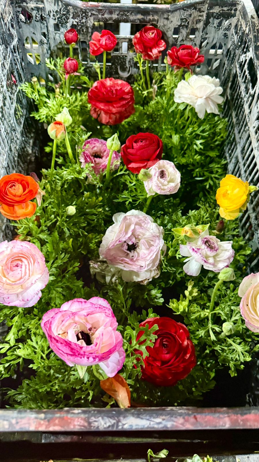 Marimonias - Flores a Domicilio